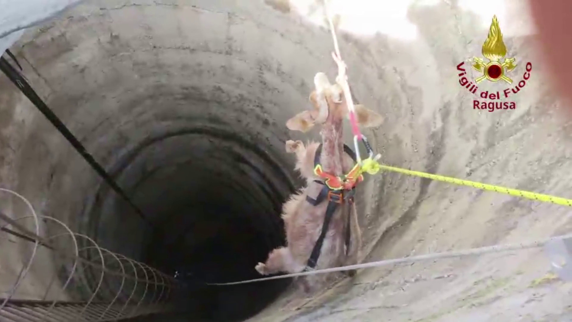 Una capra cade in un pozzo profondo 15 metri, le immagini | Il ...