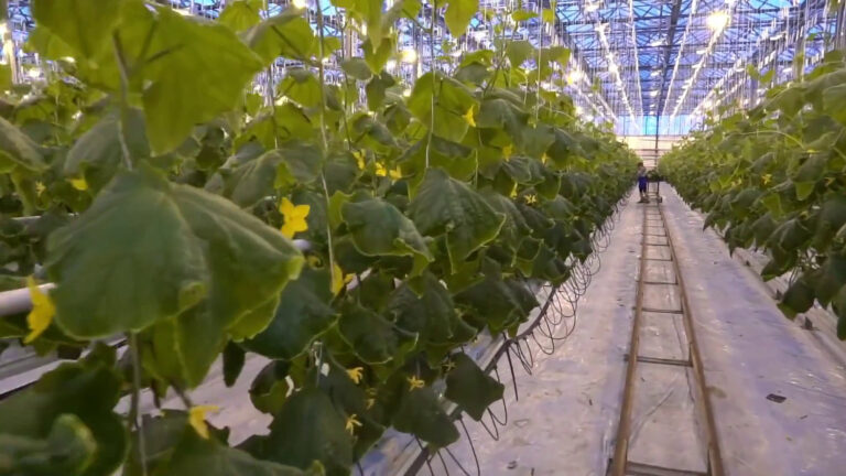 Agricoltura, produzione in lieve crescita e occupati in calo | Il ...